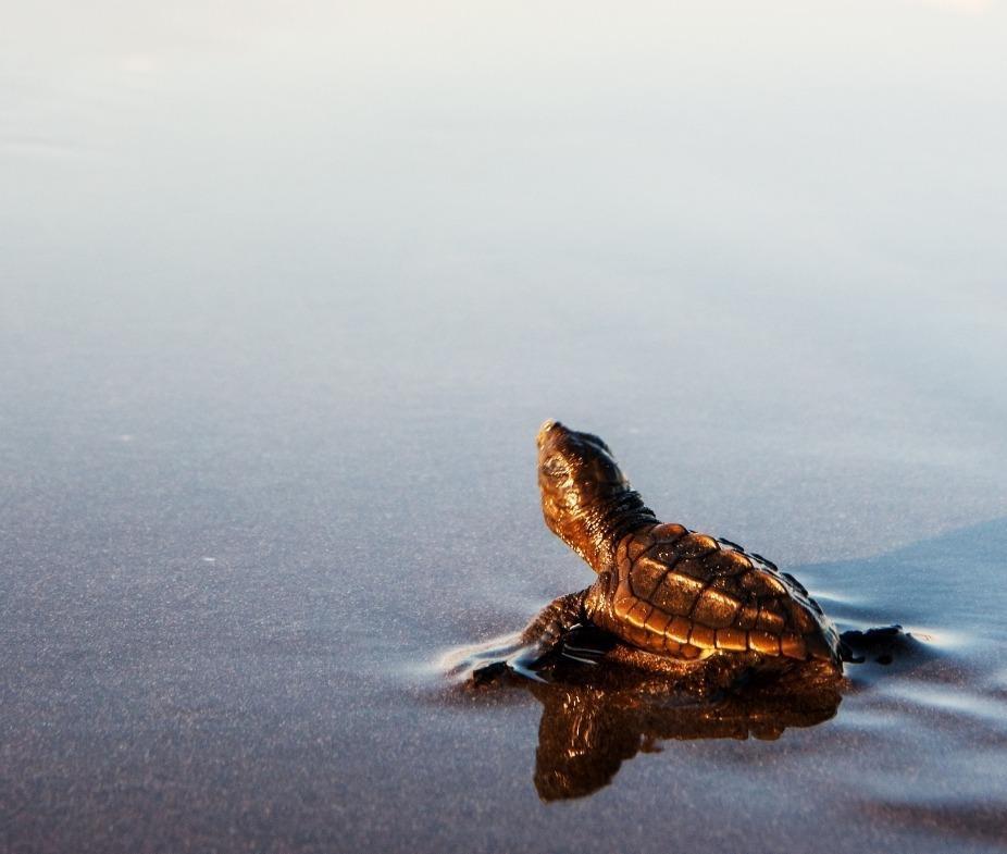 Ostional Turtle Tour, Arribadas & Leatherbacks, Oh My! Guide to ...
